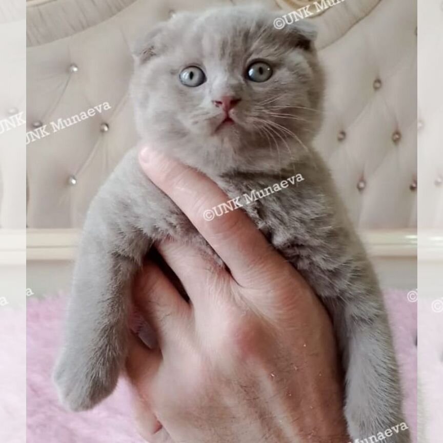 Шотландские вислоухие