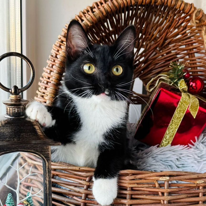 Котёнок в добрые руки