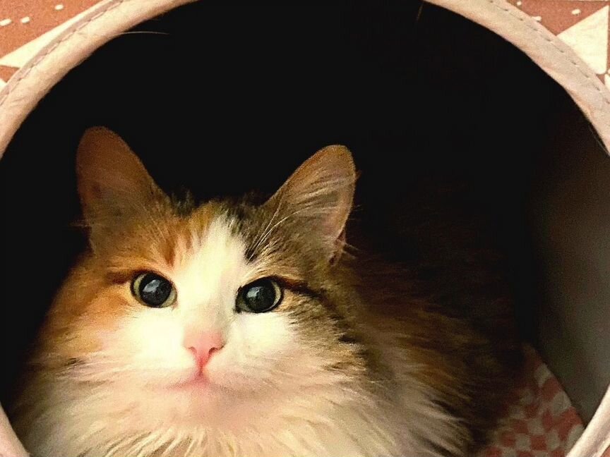 Кошка