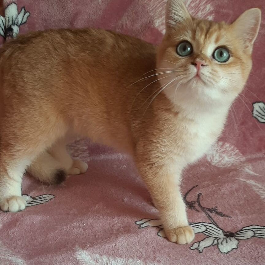 Мальчик Лексус золотой британец, 5 мес