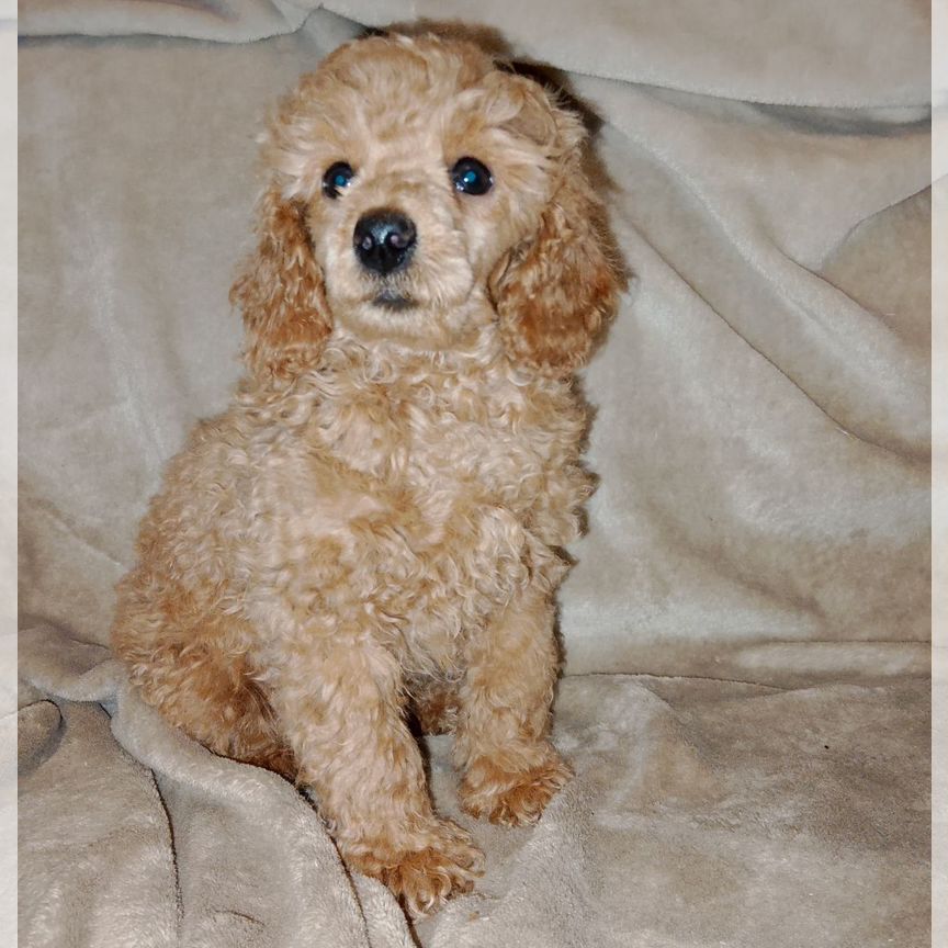 Карликовый пудель, щенок