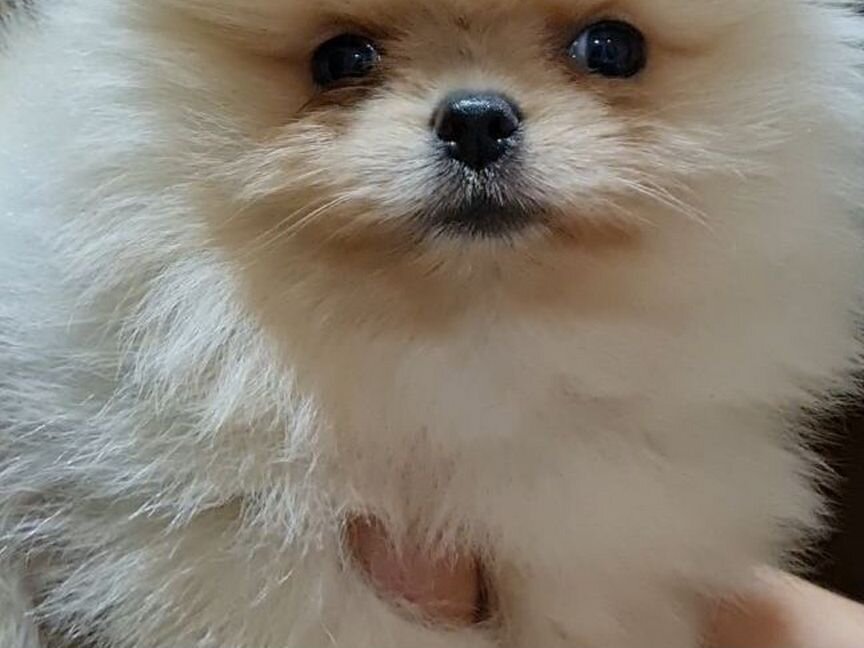 Померанский шпиц мини девочка РКФ