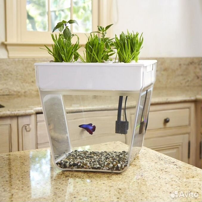 Акваферма. Набор для выращивания рыбок и растений