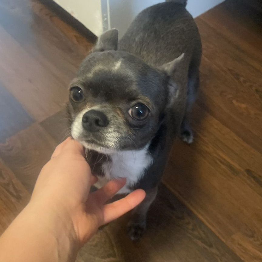 Вязка кобель чихуахуа