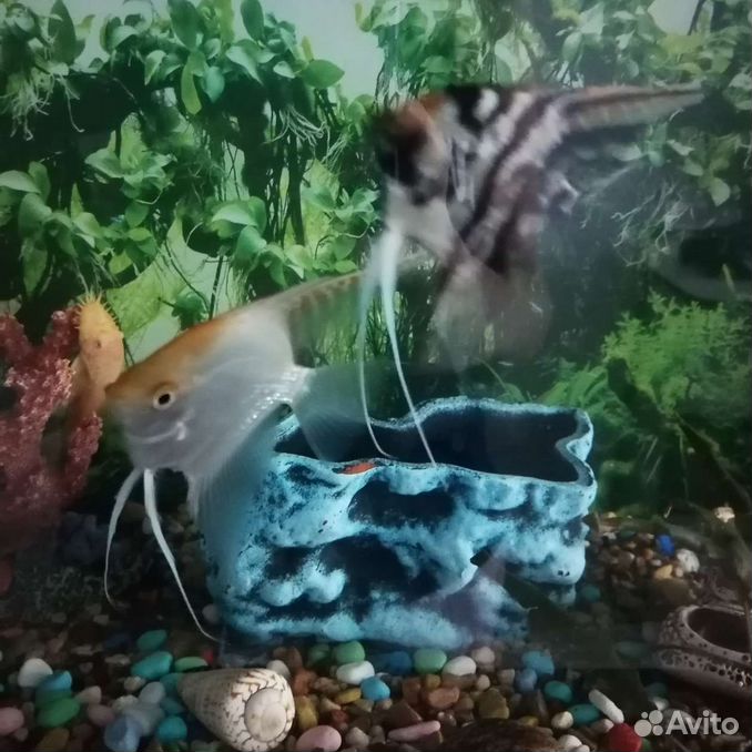 Рыбки скалярии подросшие