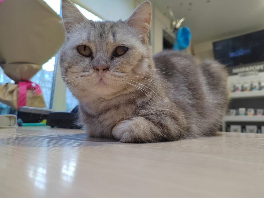 Британская кошка
