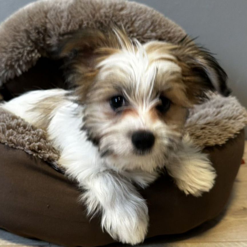 Мальтийская болонка, щенок