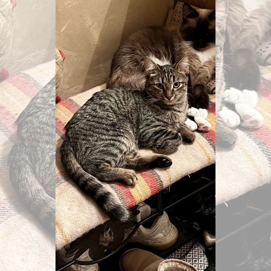 Котёнок в добрые руки