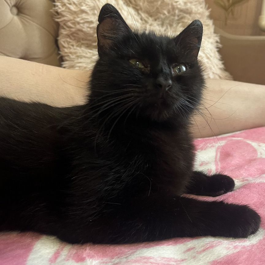 Взрослая, кошка в добрые руки