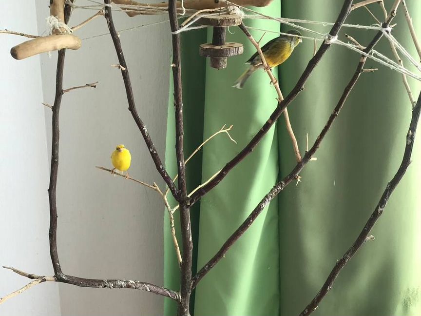 Продам канареек с клеткой и деревом