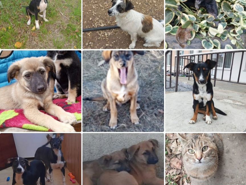 Бездомные щенки, собачки в добрые руки