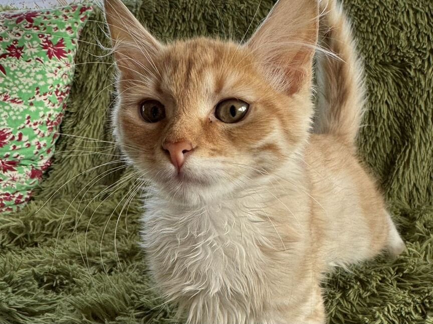 Рыжая кошечка