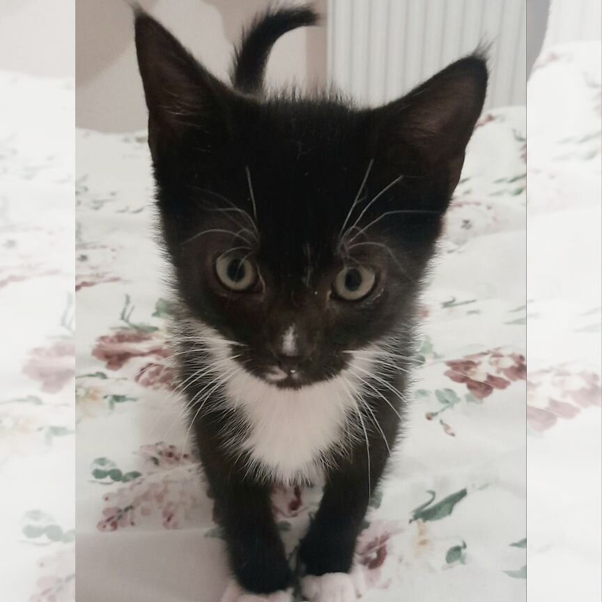 Котёнок в добрые руки