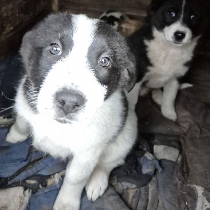 Щенок в добрые руки