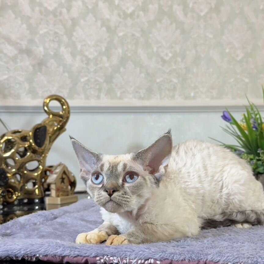 Голубоглазый шикарный мальчик