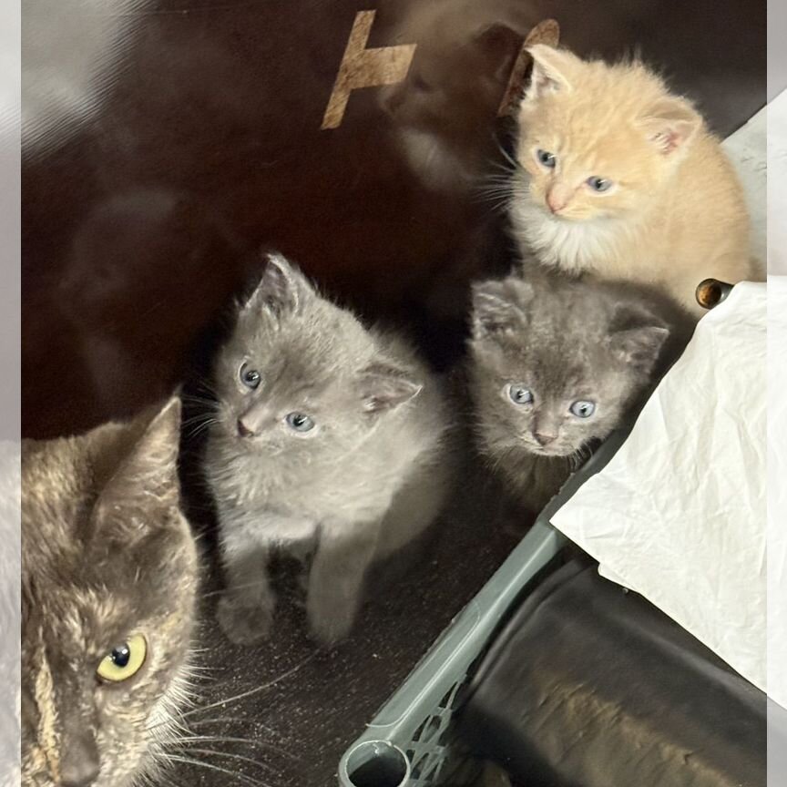 Котята отдам бесплатно