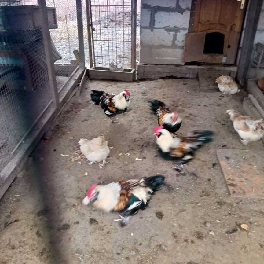 Продам петуха