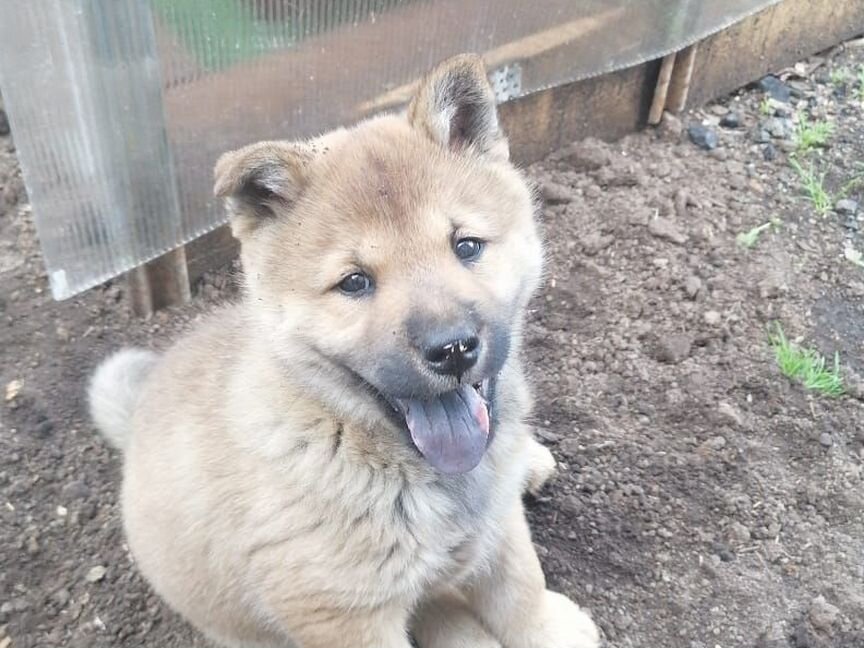 Смесь чао-чао в добрые руки
