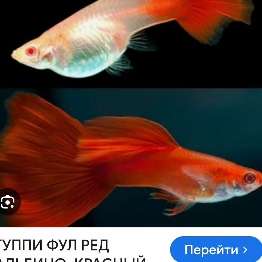 Гуппи фул ред чистая линия