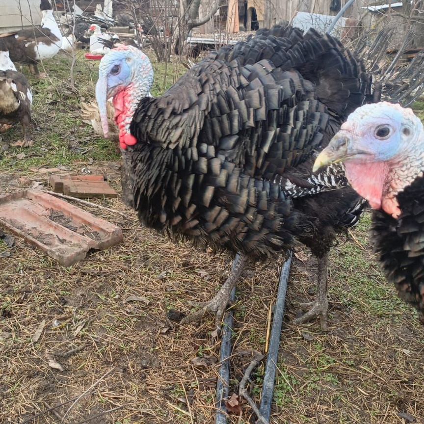 Индюки домашние живым весом