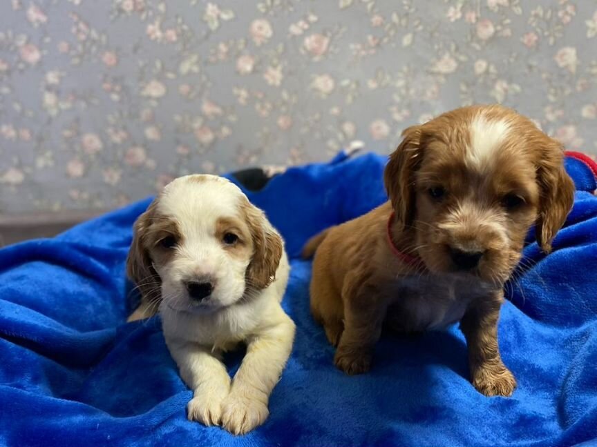 Английской кокер спаниель.щенки