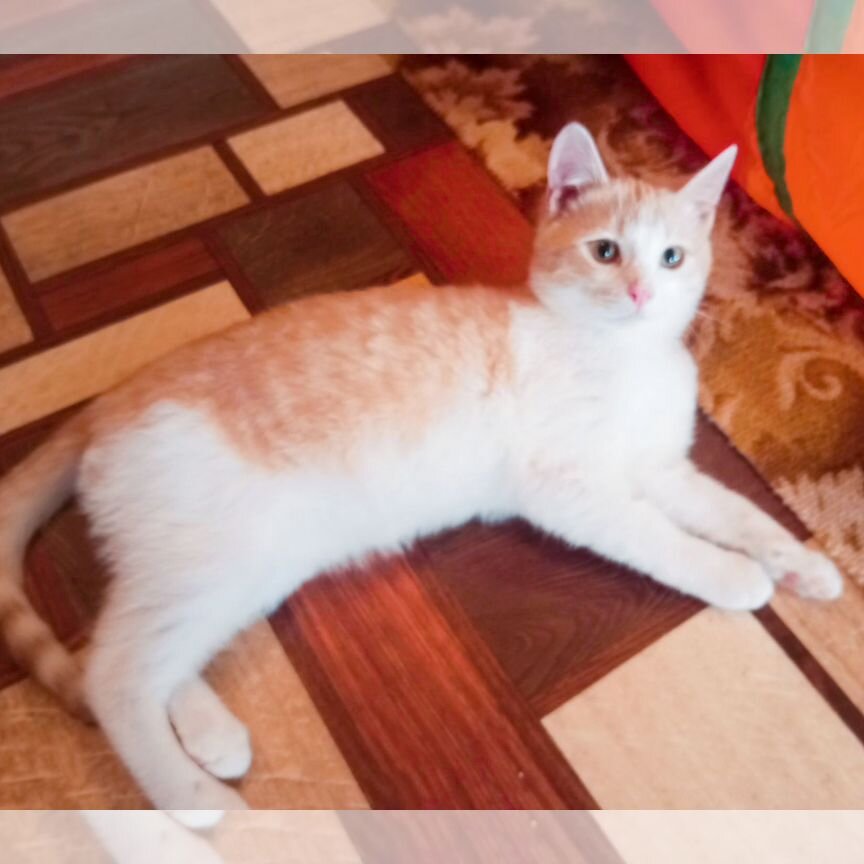 Котенок 4 месяца