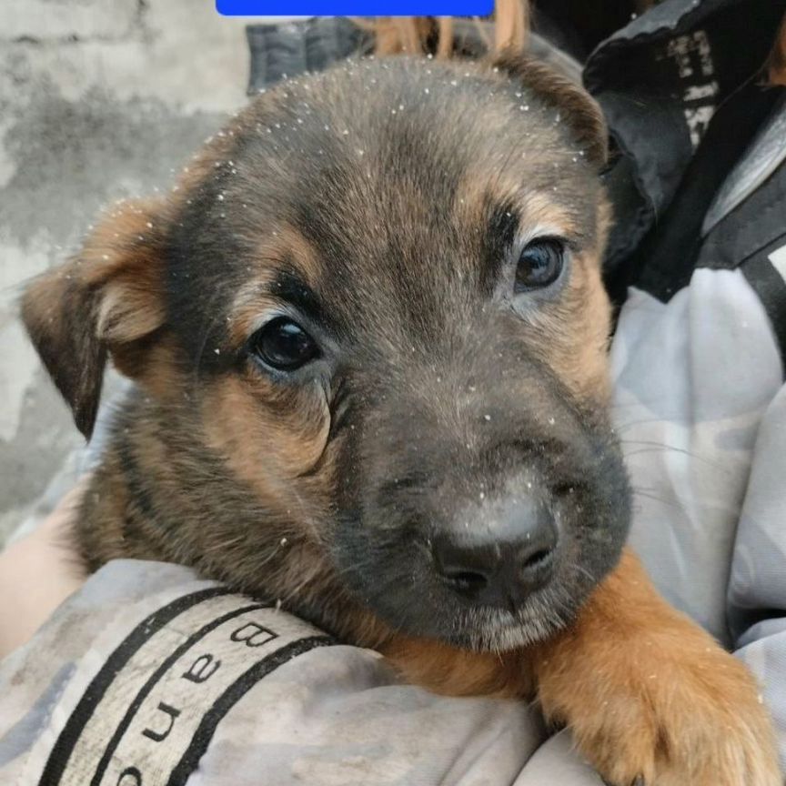 Щенок от частного владельца