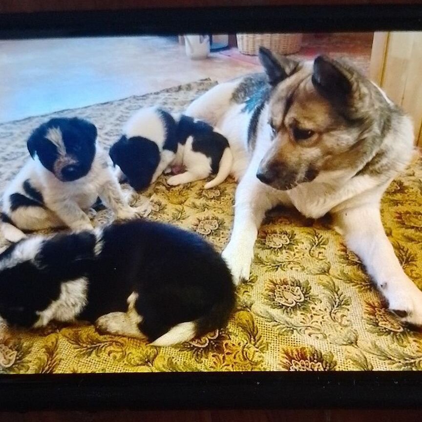 Западносибирская лайка, щенок