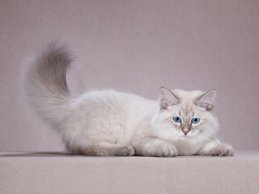 Невский маскаратный котенок