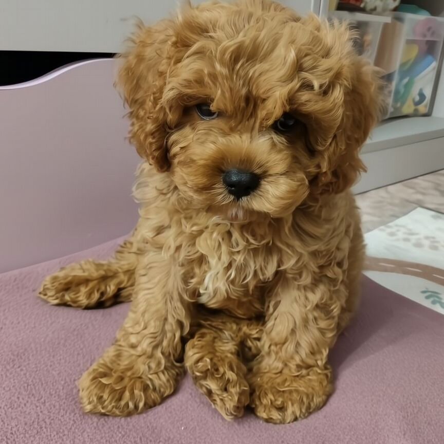 Кавапу, щенок