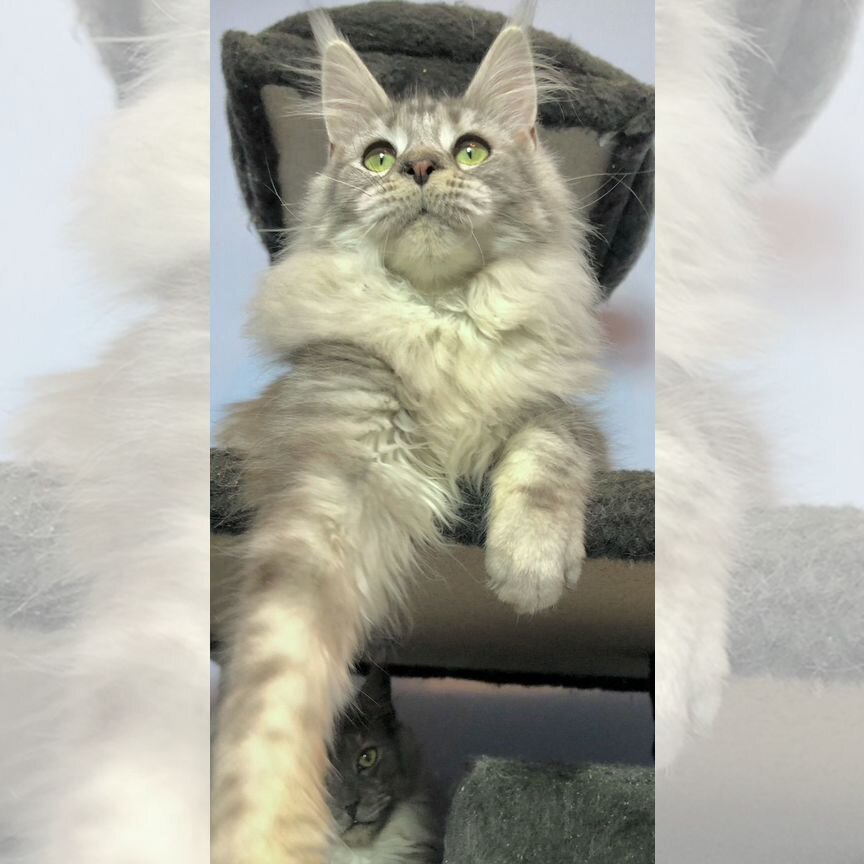 Мейн-кун котёнок