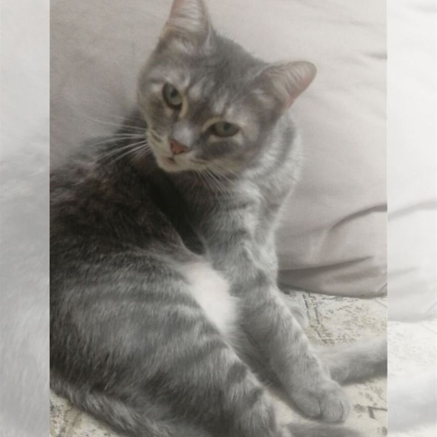 Кошка