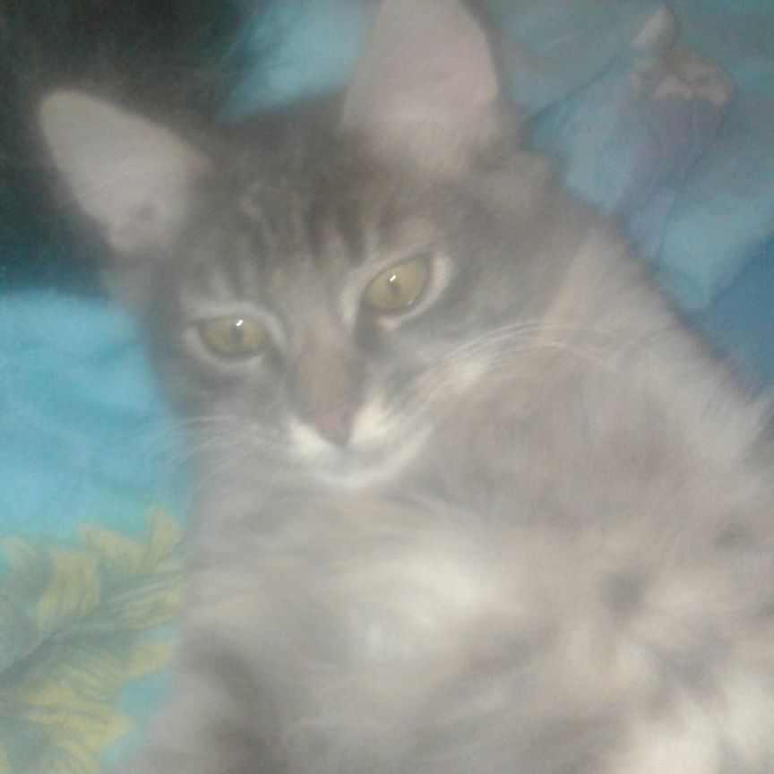 Котенок