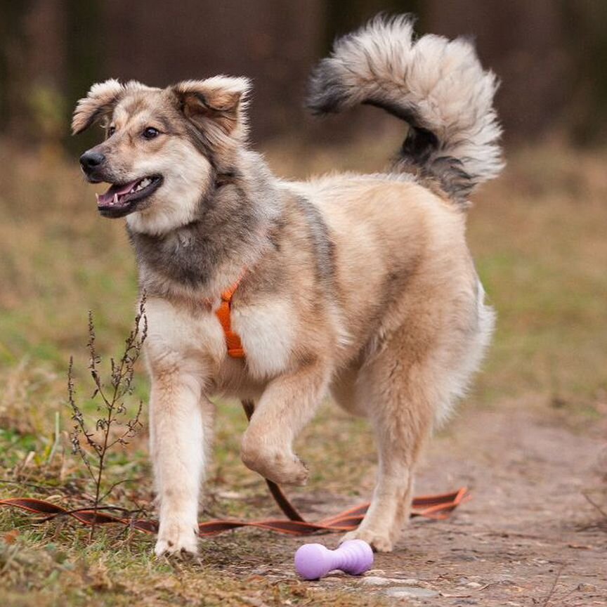 Щенок в добрые руки