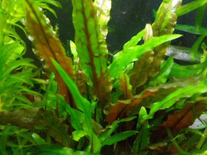 Растения для аквариума от 50р