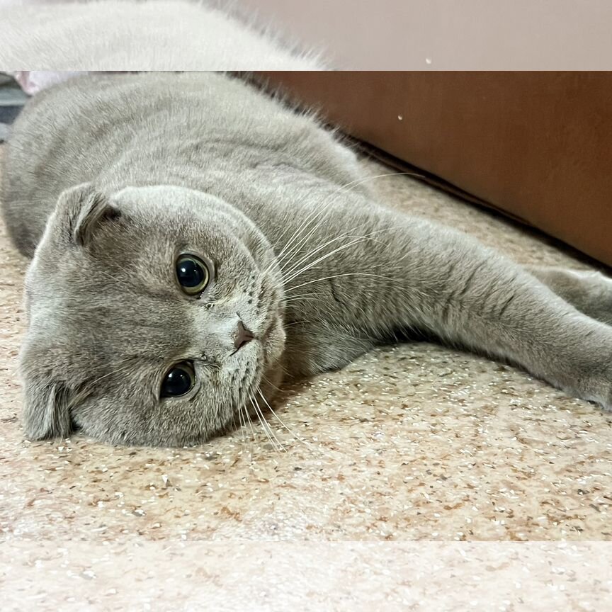 Шотландский вислоухий короткошёрстный котёнок