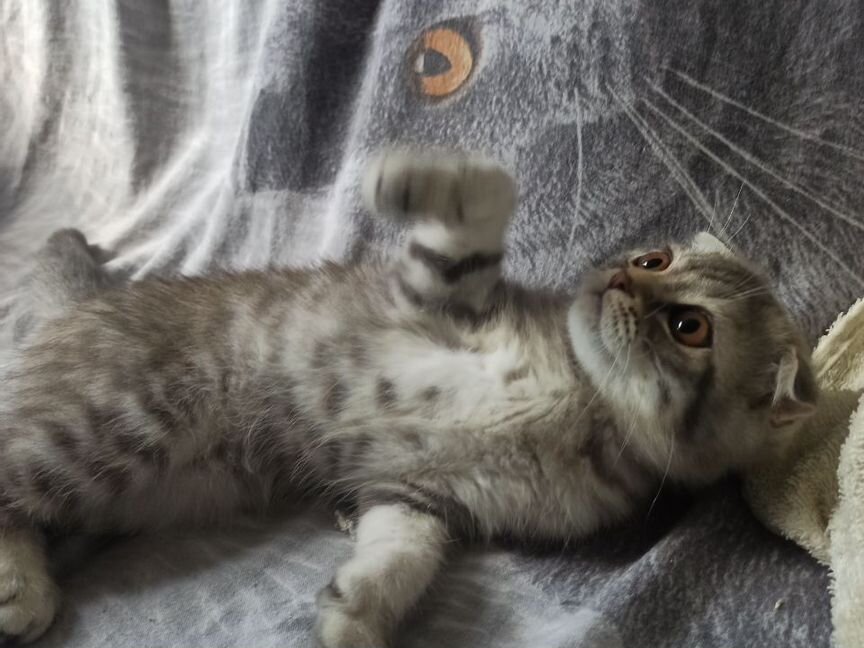 Кошка