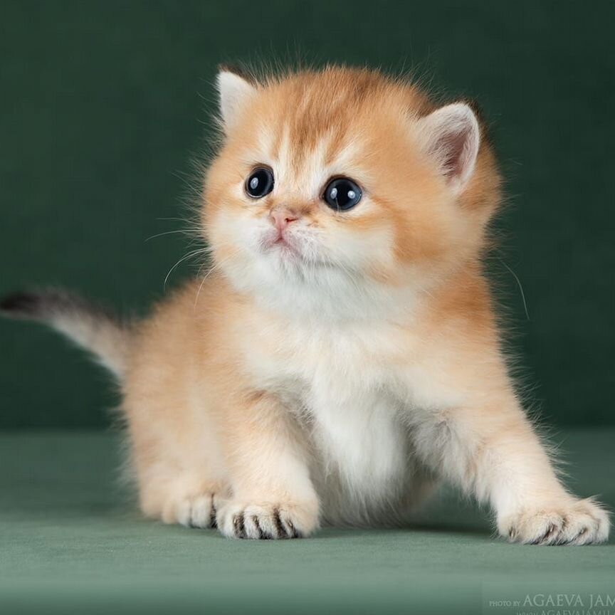 Котятки золотые британские шиншиллы