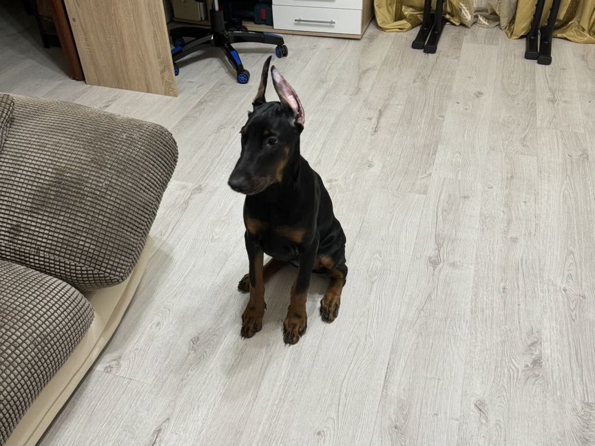 Собаки щенки добермана