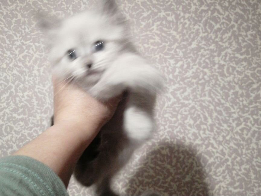 Котенок в добрые руки