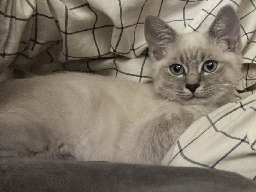 Тайский котик