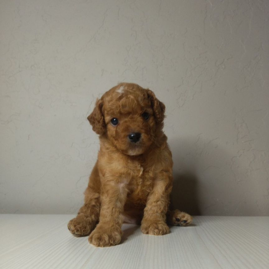 Шикарные щенки мальтипу /maltipoo