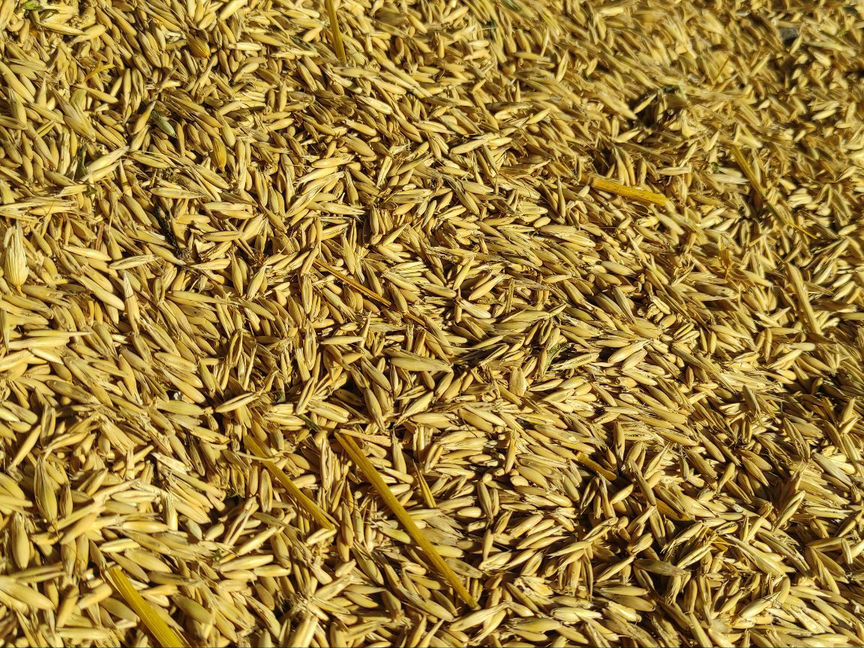 Овёс продовольственный