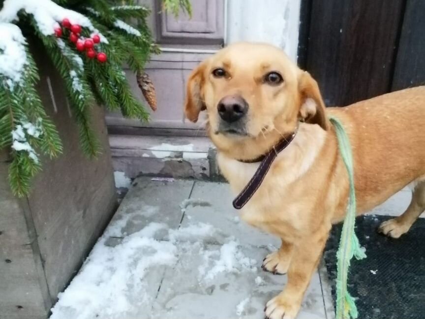 Мандаринка небольшая собачка в поисках дома