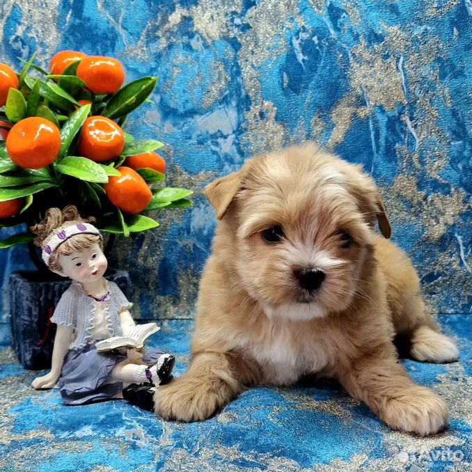 Золотые йорочки голддаст