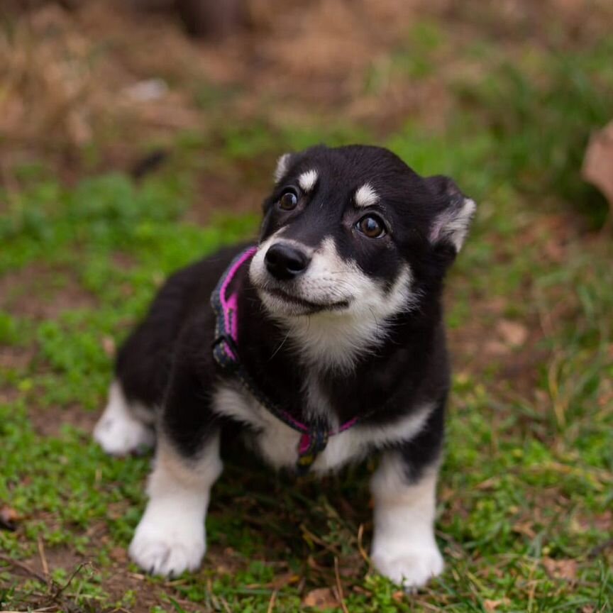 Щенок ищет дом