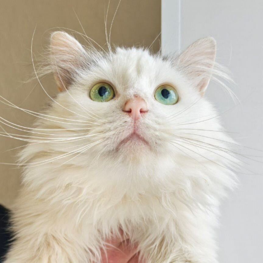 Кот с зелёными глазами