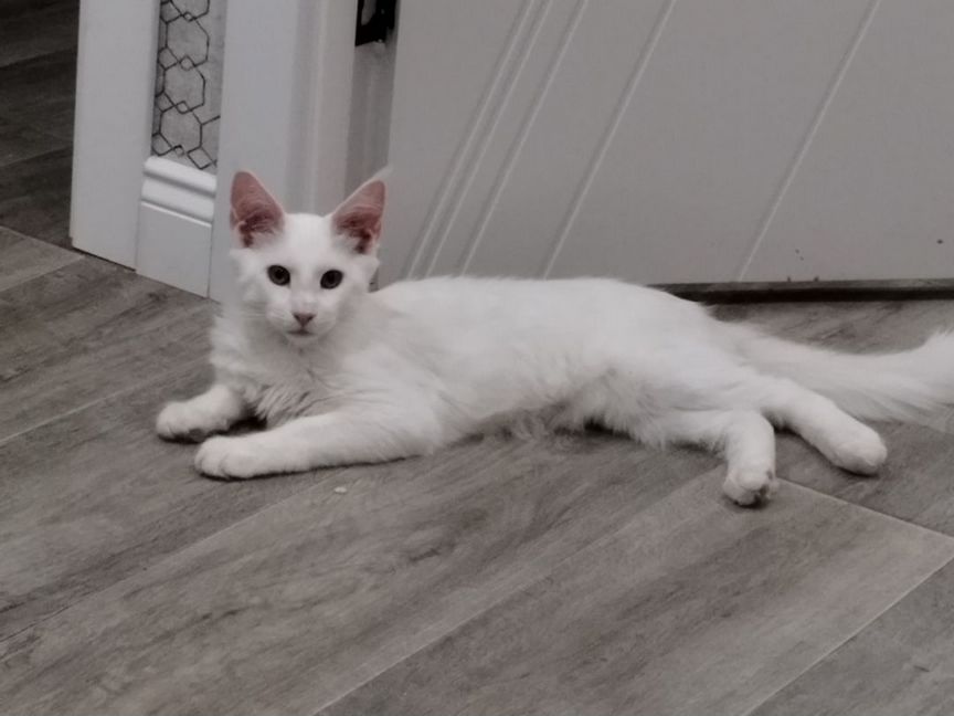 Котенок мейн-кун белый 5месяцев