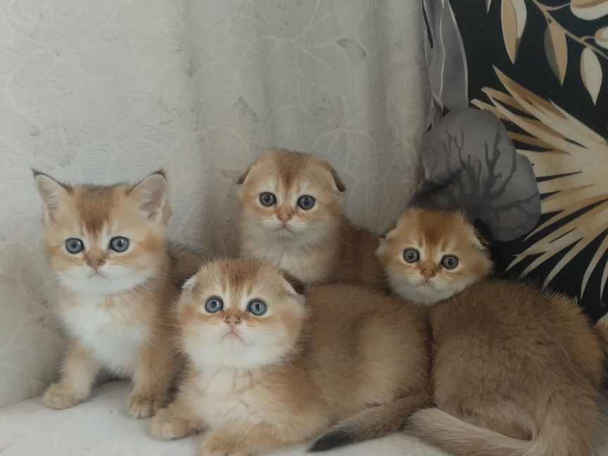Шотландские золотые шиншиллы