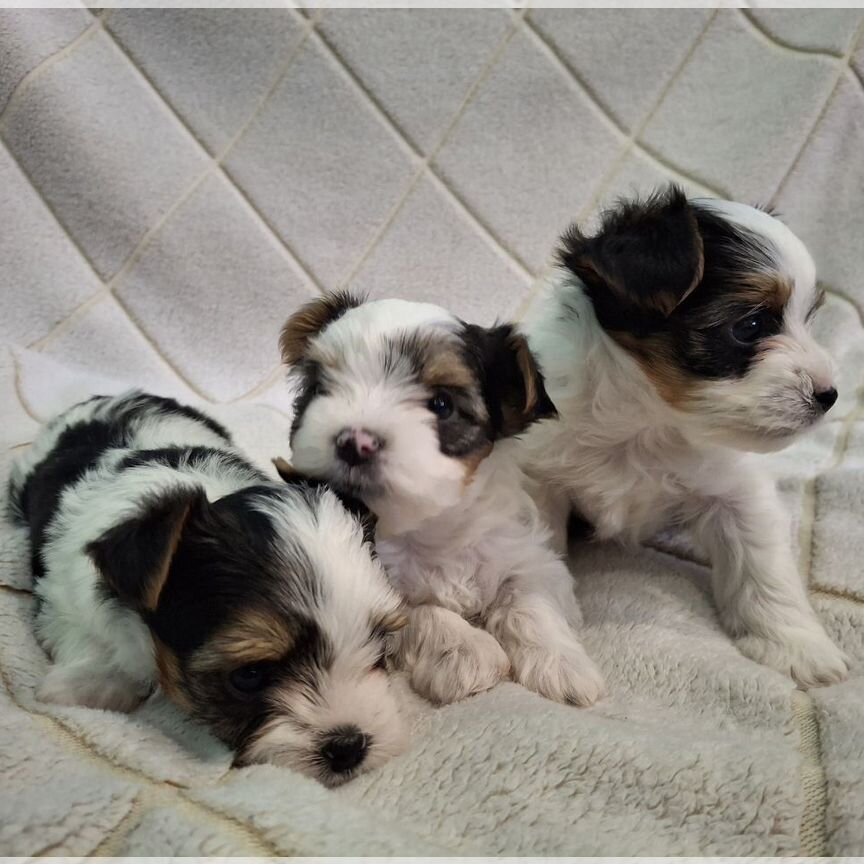 Бивер-йоркширский терьер, щенок